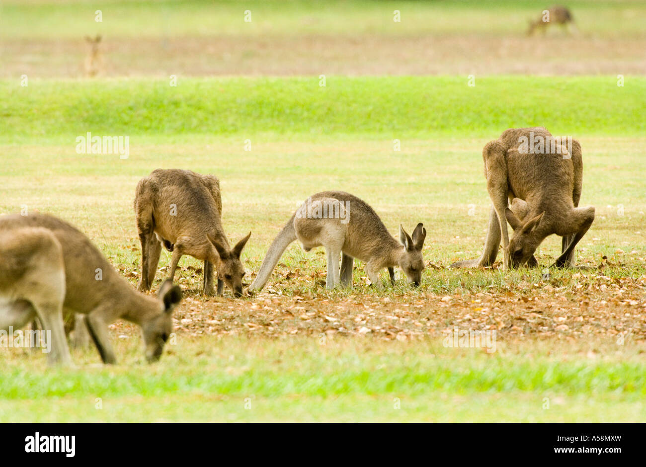 Juvenile Grey Kangaroo (Macropis giganteus) grazing, Dantaree ...