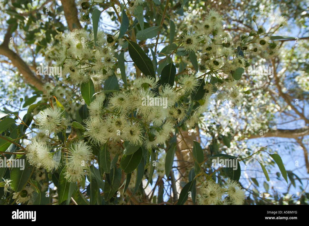 Marri (Corymbia calophylla) flowering eucalyptus, Perth, Western ...