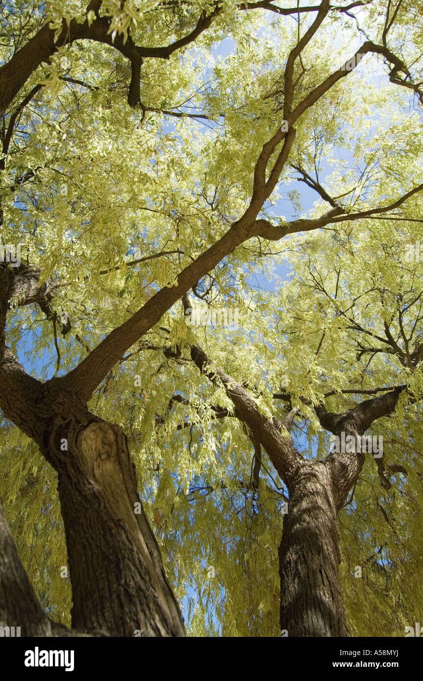 Variegated Peppermint Tree (Agonis flexuosa) habit, drooping yellow ...