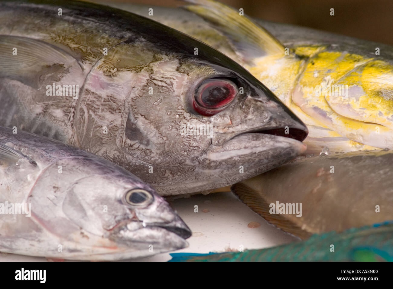 Guam native hi-res stock photography and images - Alamy