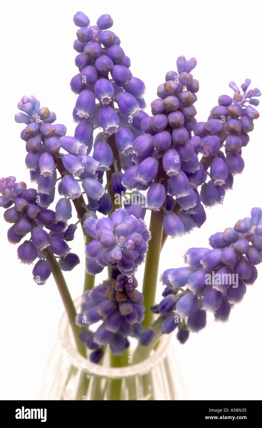 Grape Hyacinths in small glass vase against white background Stock ...