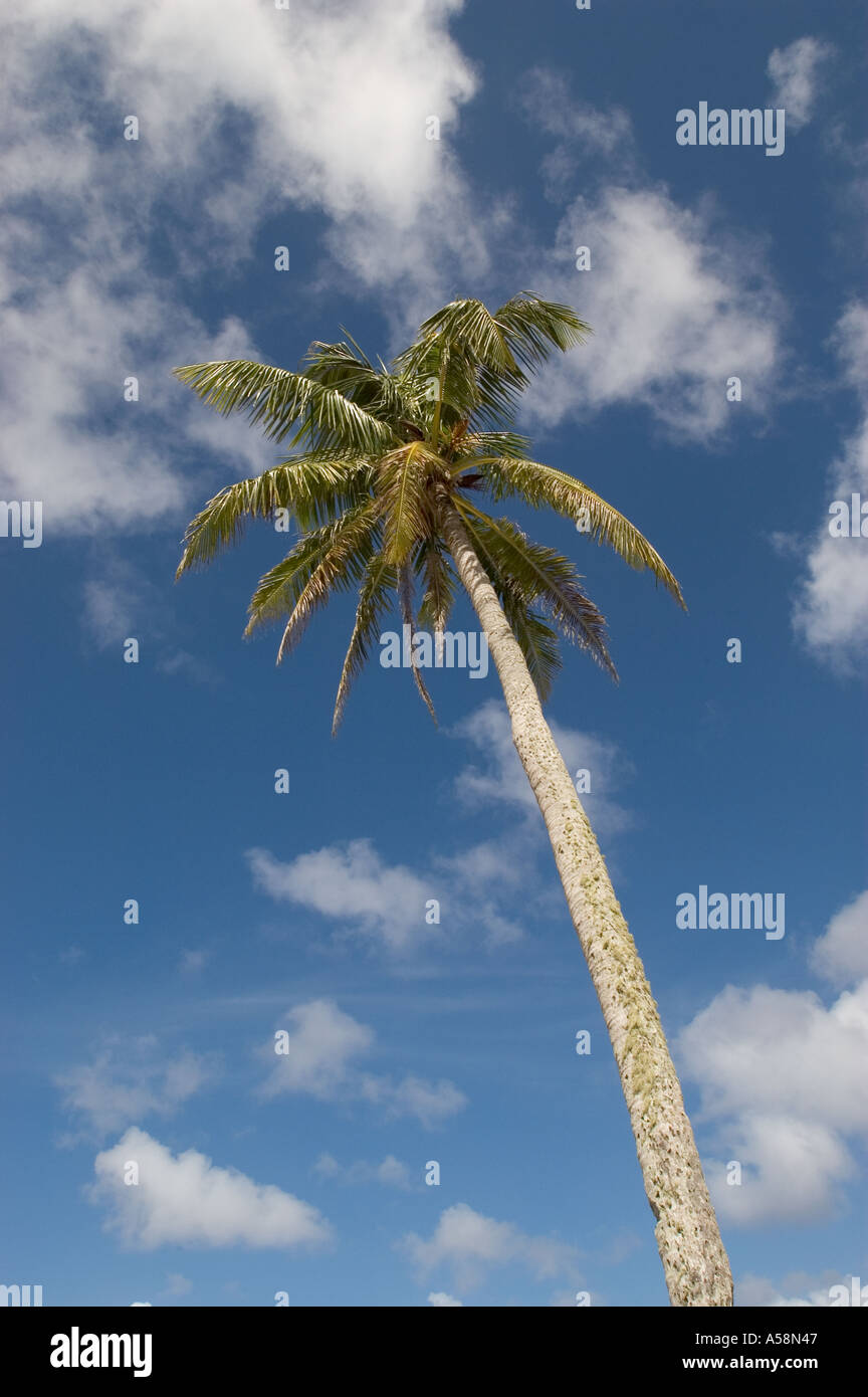 Palm Tree Guam USA Stock Photo - Alamy