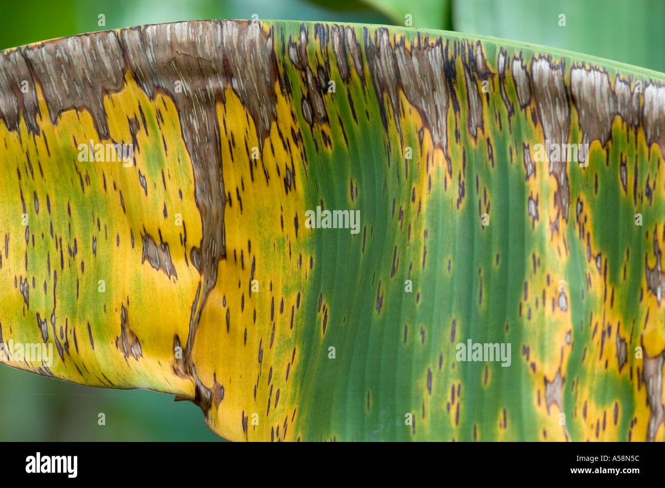 Black streak hi-res stock photography and images - Alamy