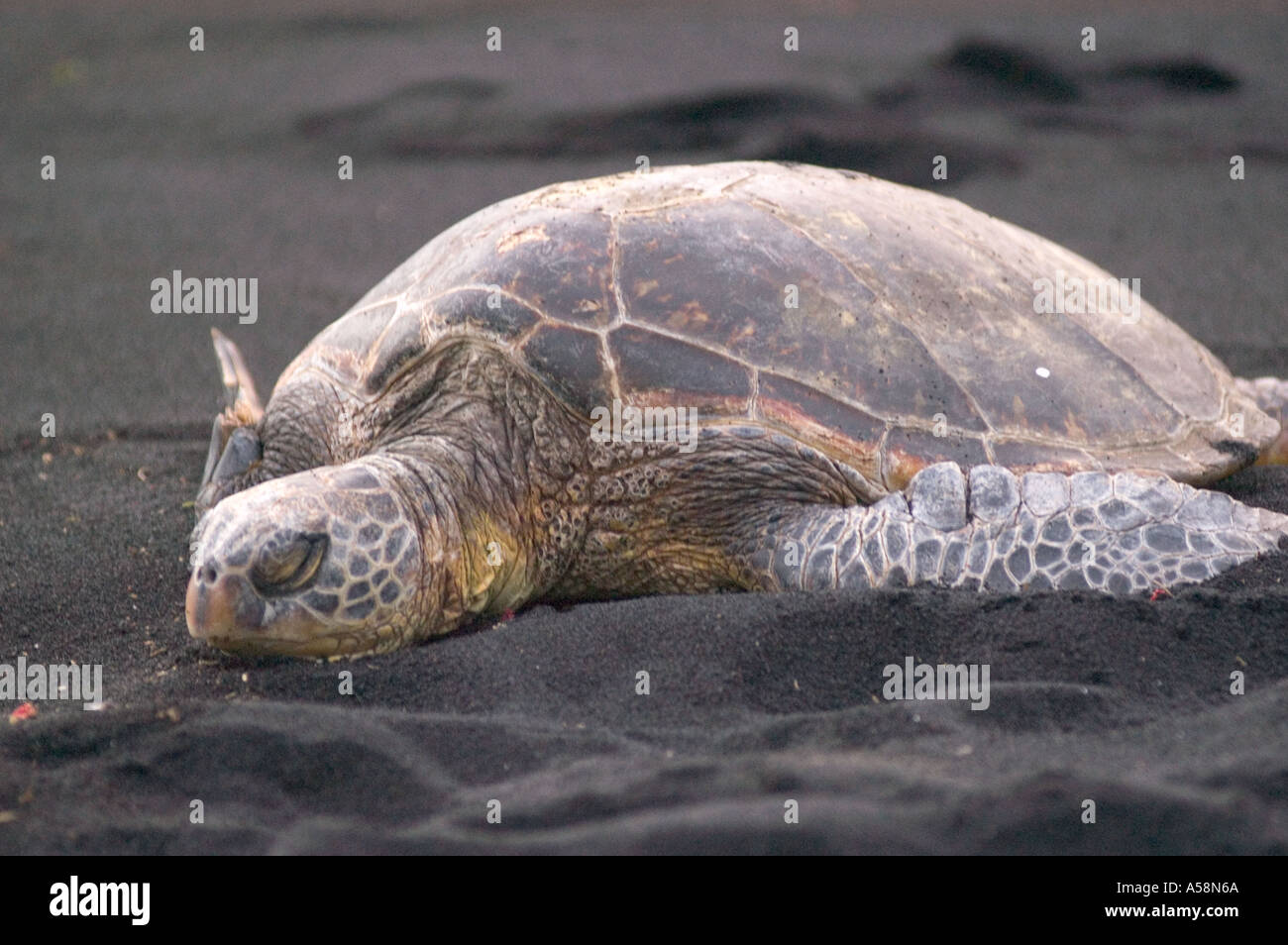 Green sea turtle on black sand beach Stock Photo - Alamy