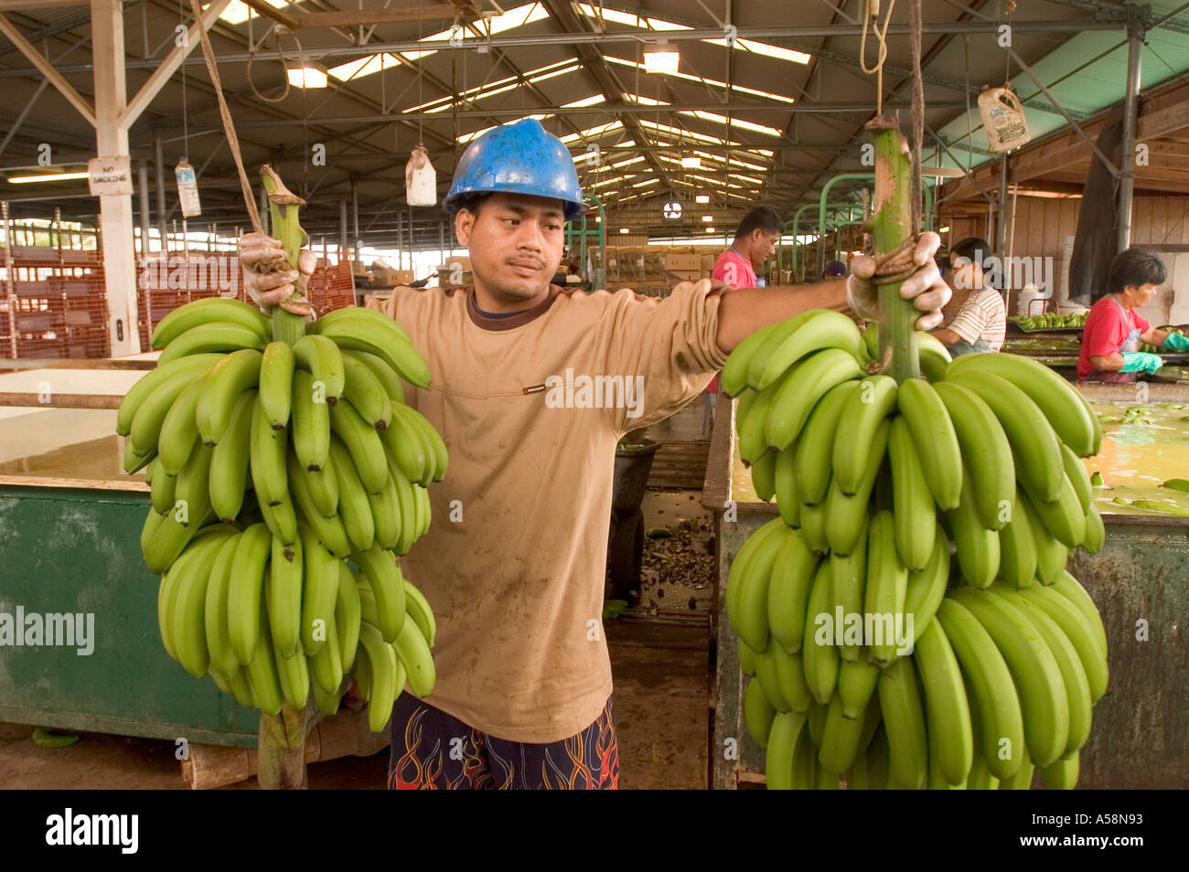 Bananas being processed for shipment Stock Photo - Alamy