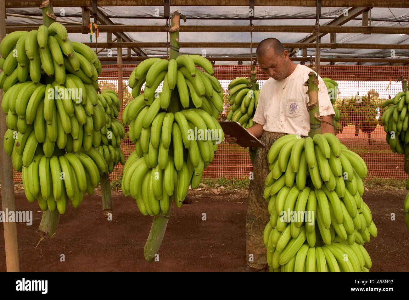 Bananas being processed for shipment Stock Photo - Alamy