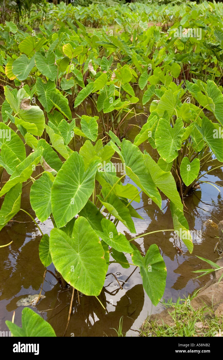 Taro plants Hawaii Stock Photo - Alamy