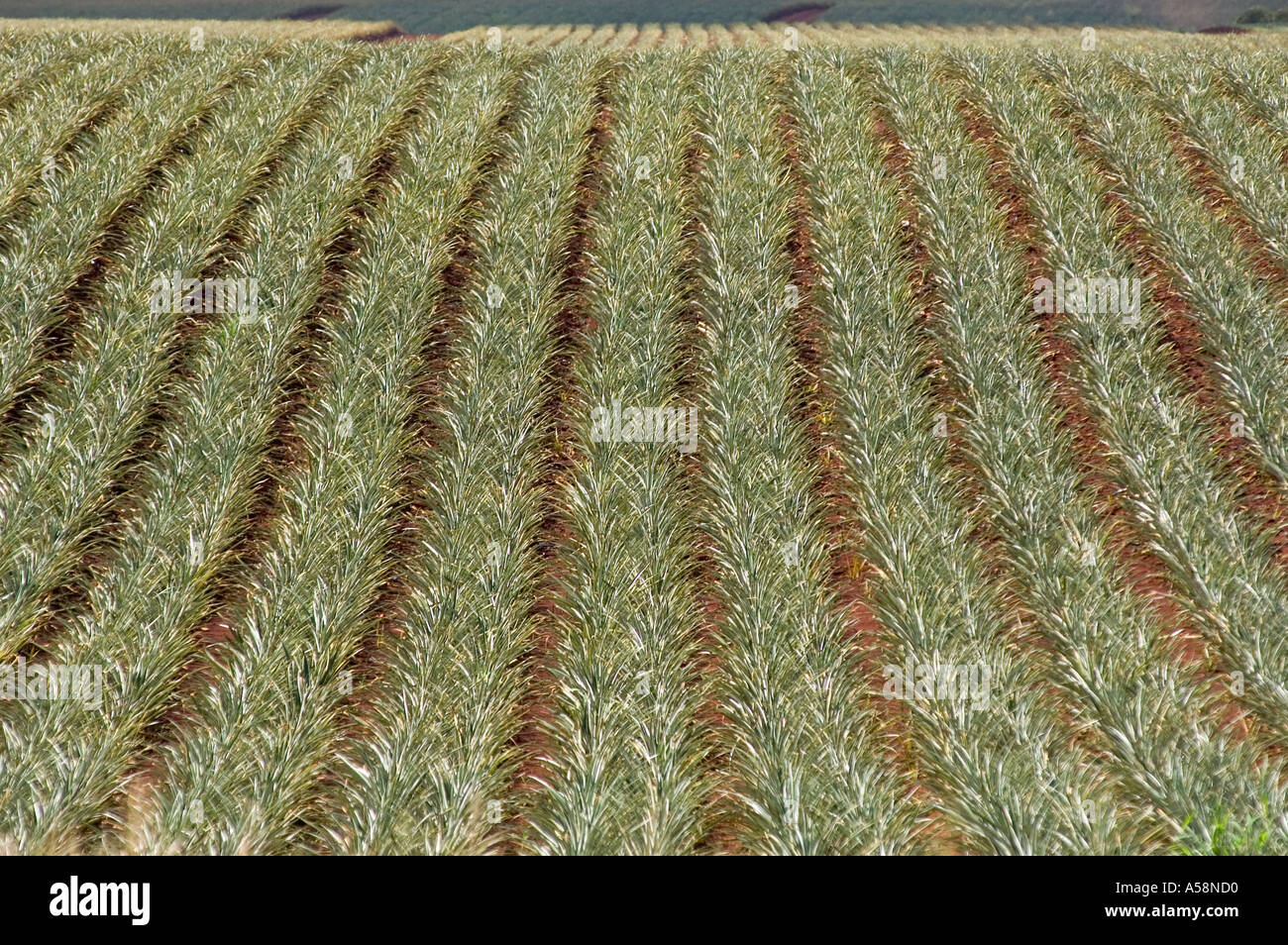Pineapple plants in rows Hawaii Stock Photo - Alamy