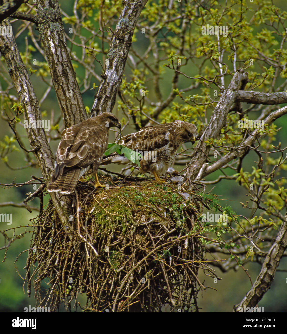 Buzzards wales hi-res stock photography and images - Alamy