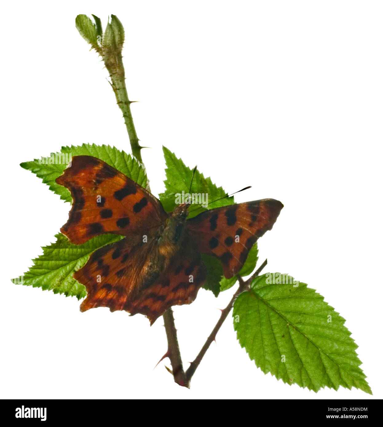 Comma Cut Out Stock Images & Pictures - Alamy