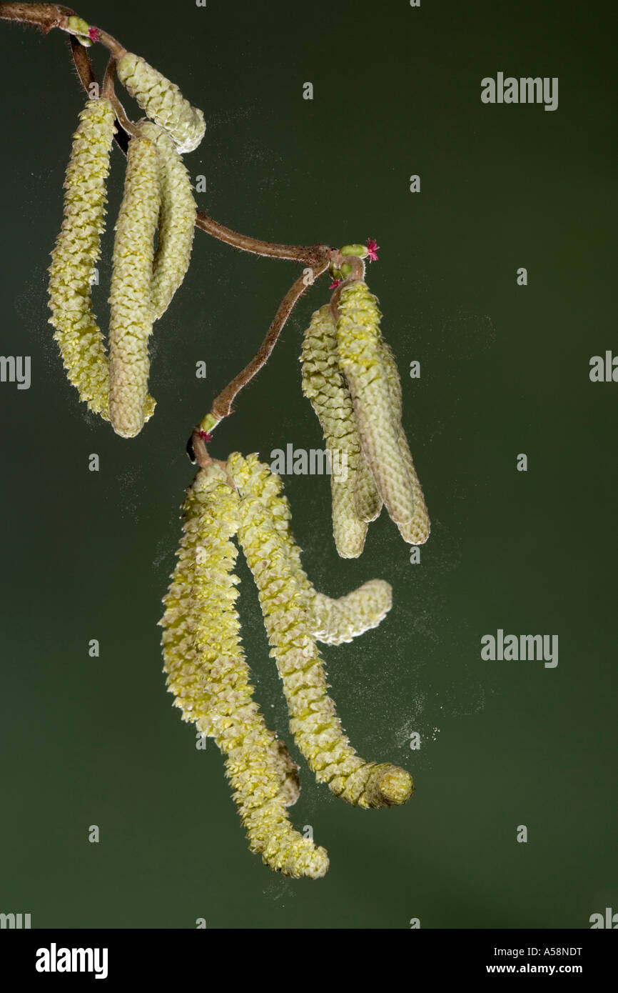 Hazel Corylus avellana catkins against nice out of focus background ...