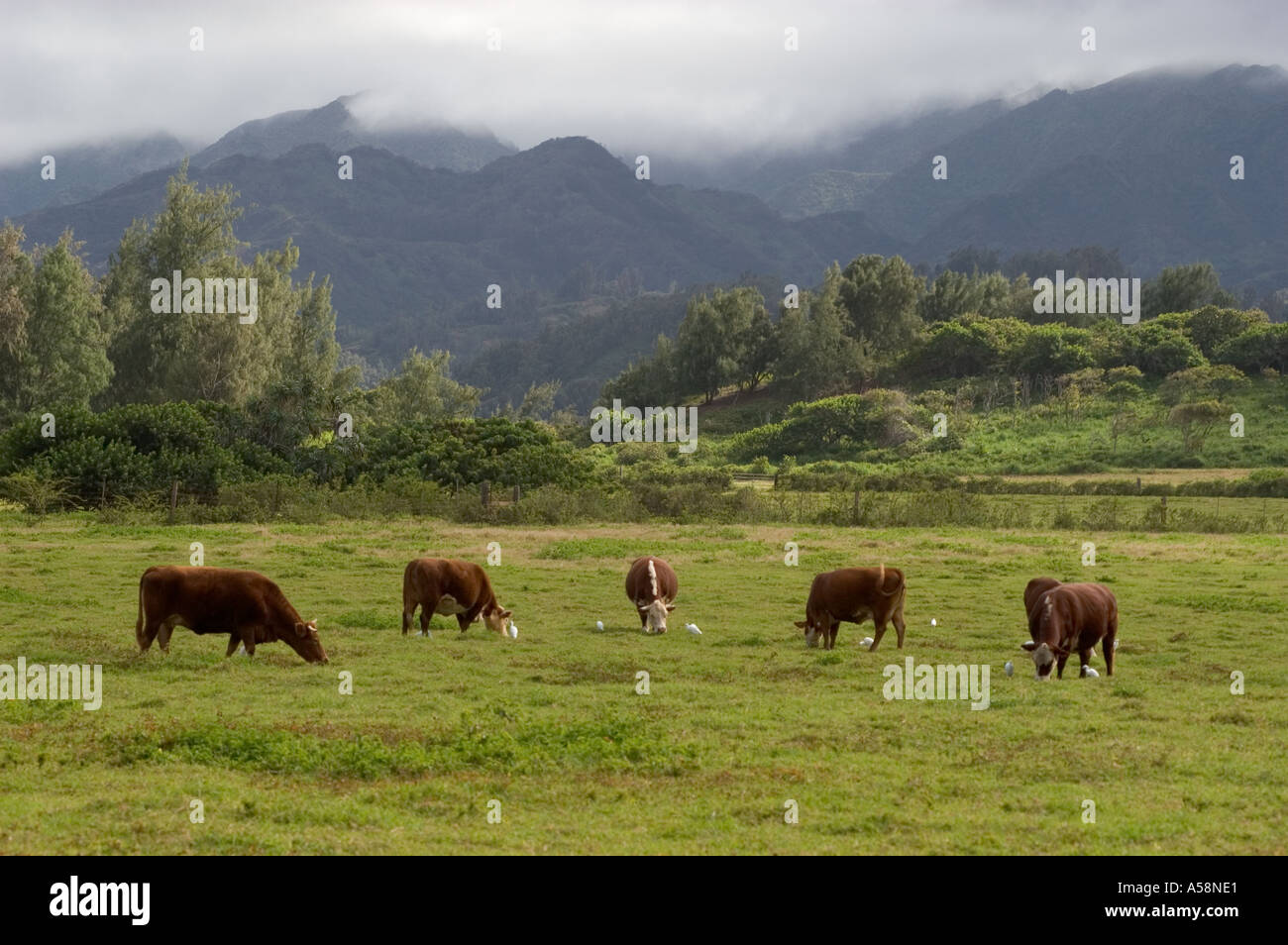 Beef cattle grazing Hawaii Stock Photo - Alamy