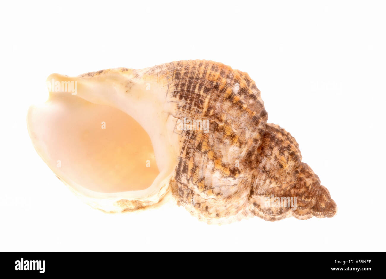 Conch shell against white background Stock Photo - Alamy