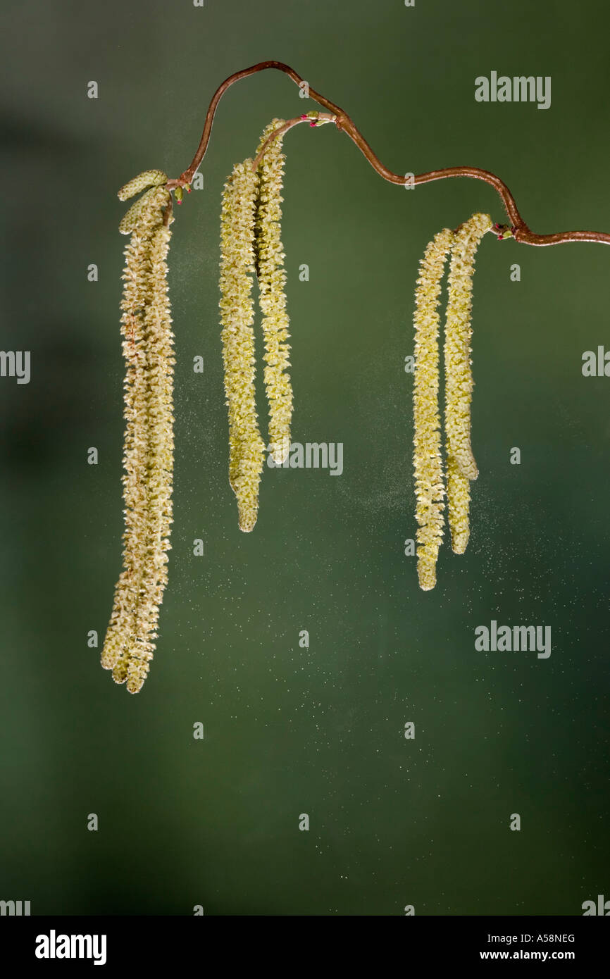 Hazel Corylus avellana catkins against nice out of focus background ...
