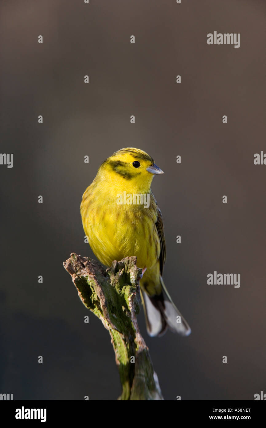 Male Yellowhammer Emberiza citrinella sat on branch looking alert with ...