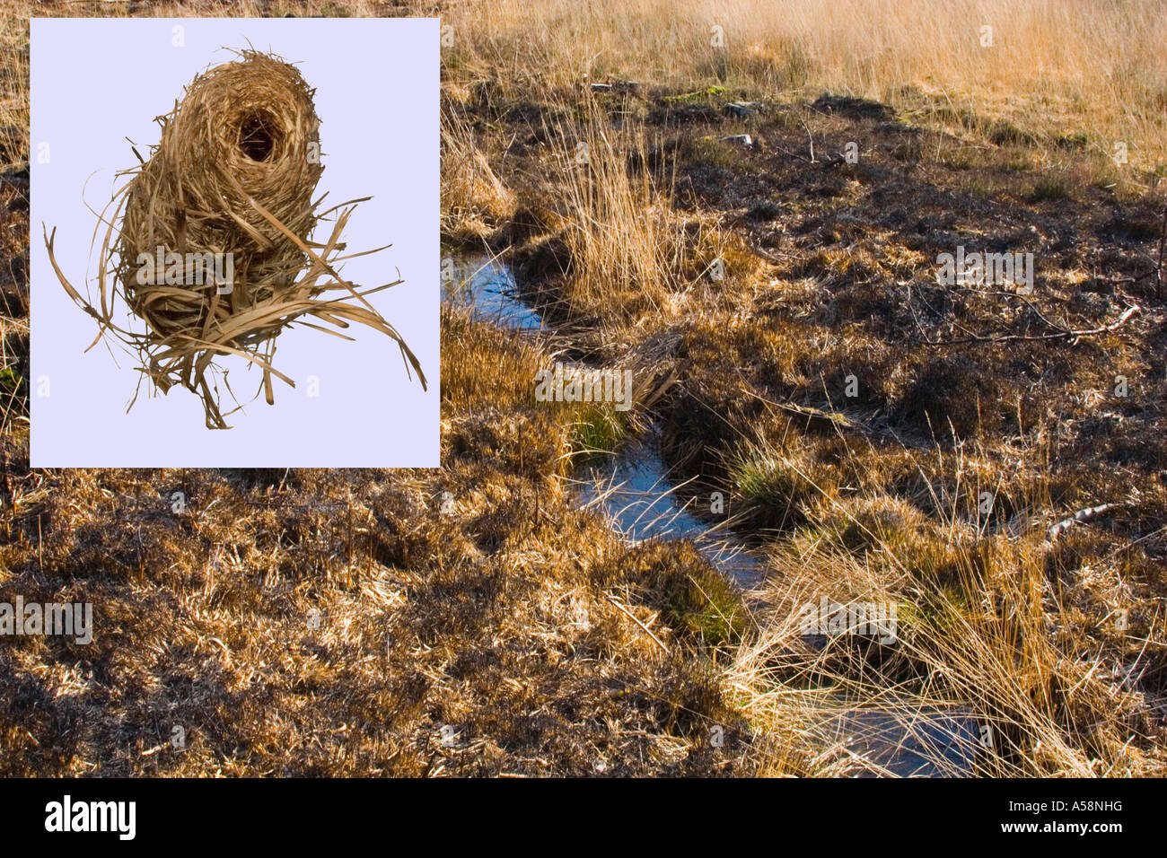 Harvest mouse nest hi-res stock photography and images - Alamy