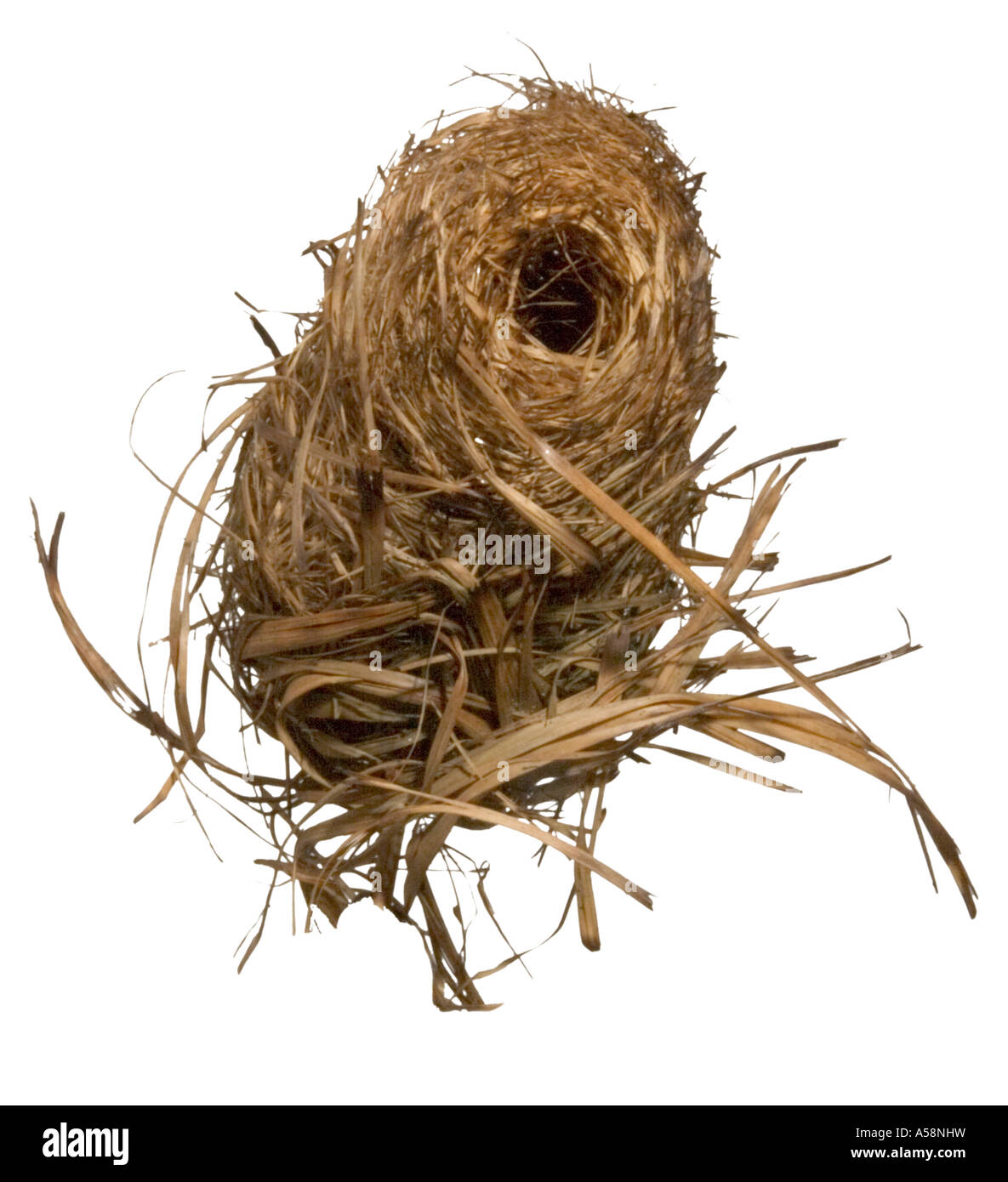 Harvest mouse nest hi-res stock photography and images - Alamy