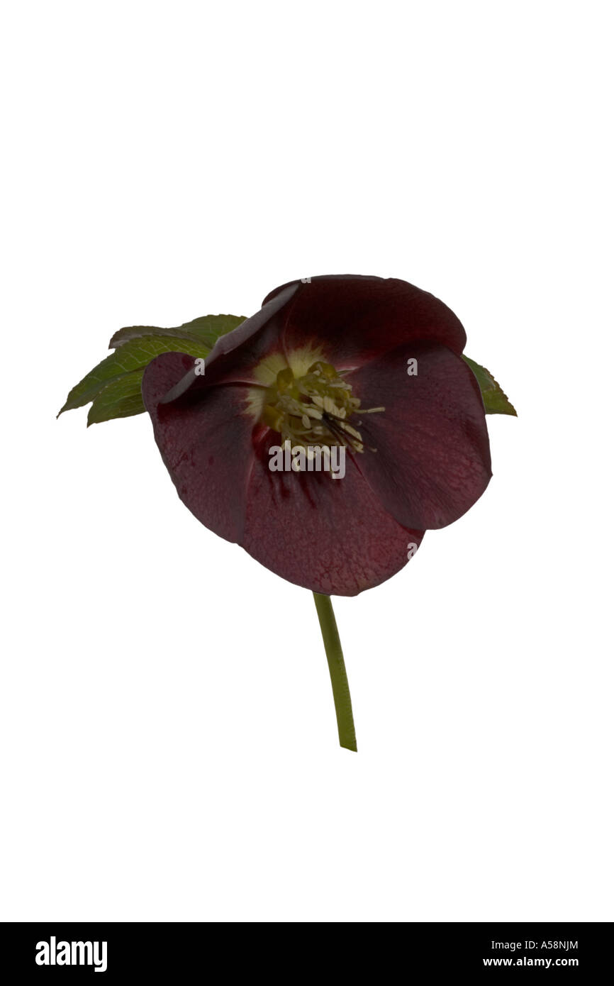 Hellebore Helleborus orientalis Cutout . Flowerhead on stalk Poisonous ...