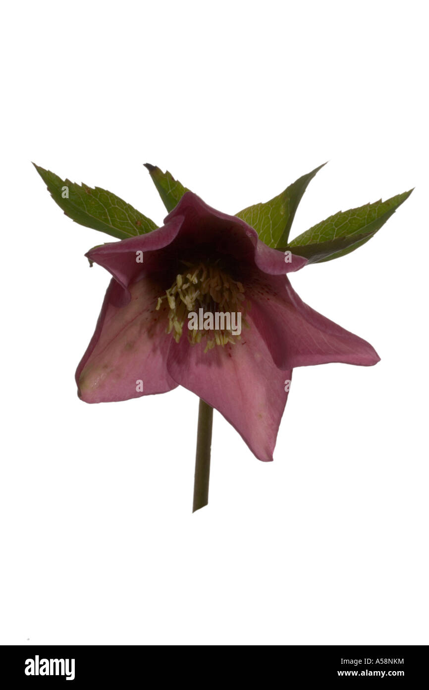 Hellebore Helleborus orientalis cutout. Flowerhead on stalk Poisonous ...