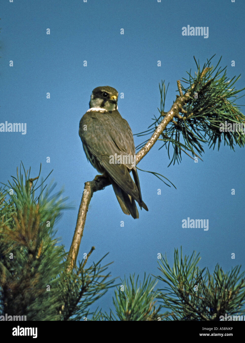 Falco subbuteo nest hi-res stock photography and images - Alamy