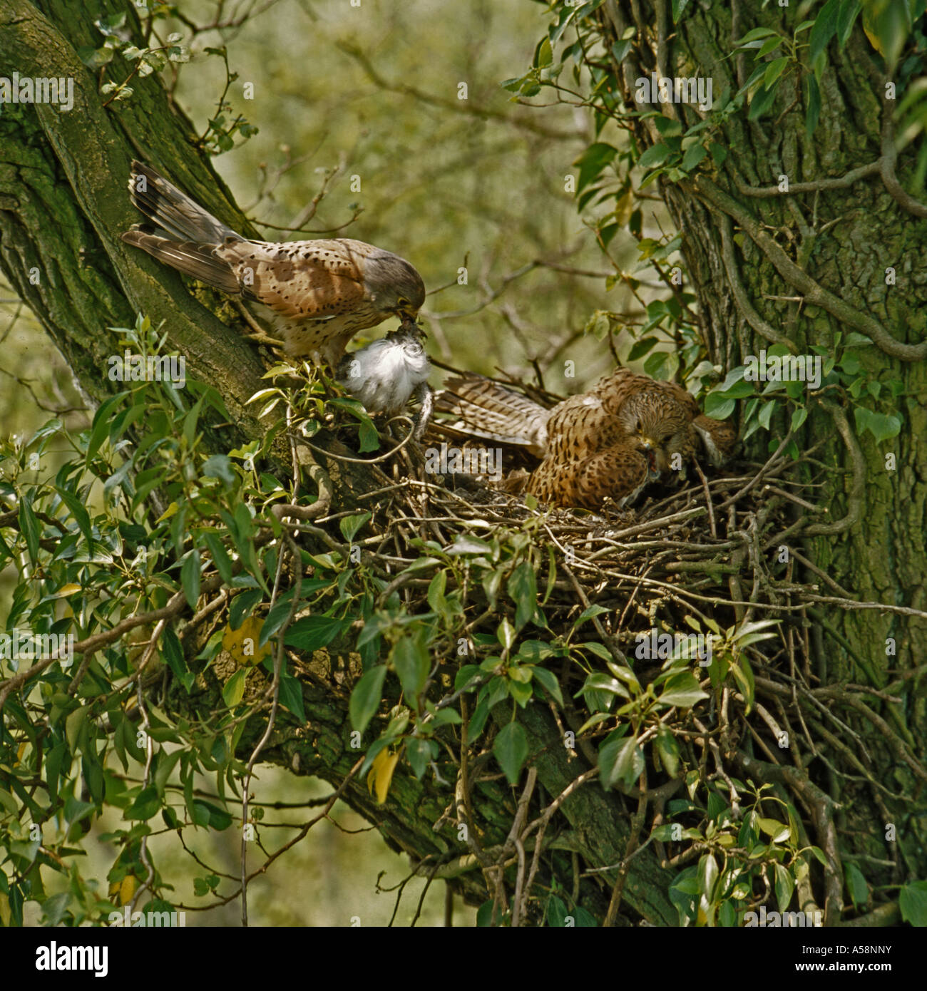 Kestrels. Male passing lapwing chick to brooding female Surrey England ...