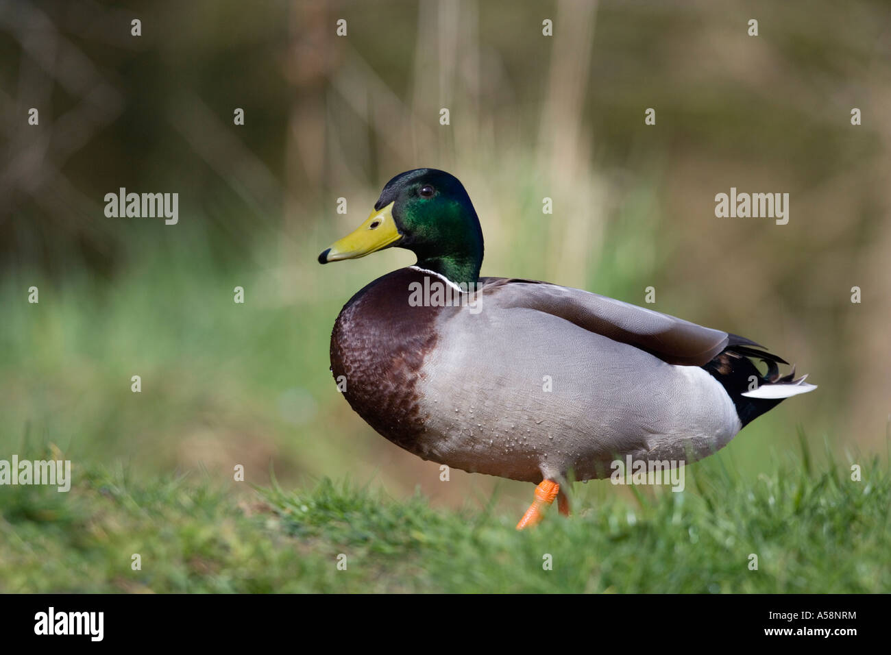 Mallard standing in water hi-res stock photography and images - Alamy