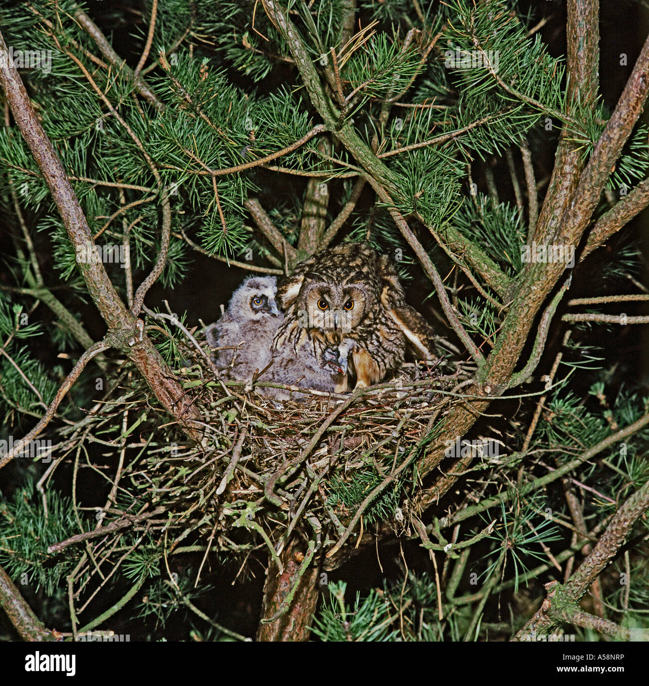 Long eared owl nest hi-res stock photography and images - Alamy
