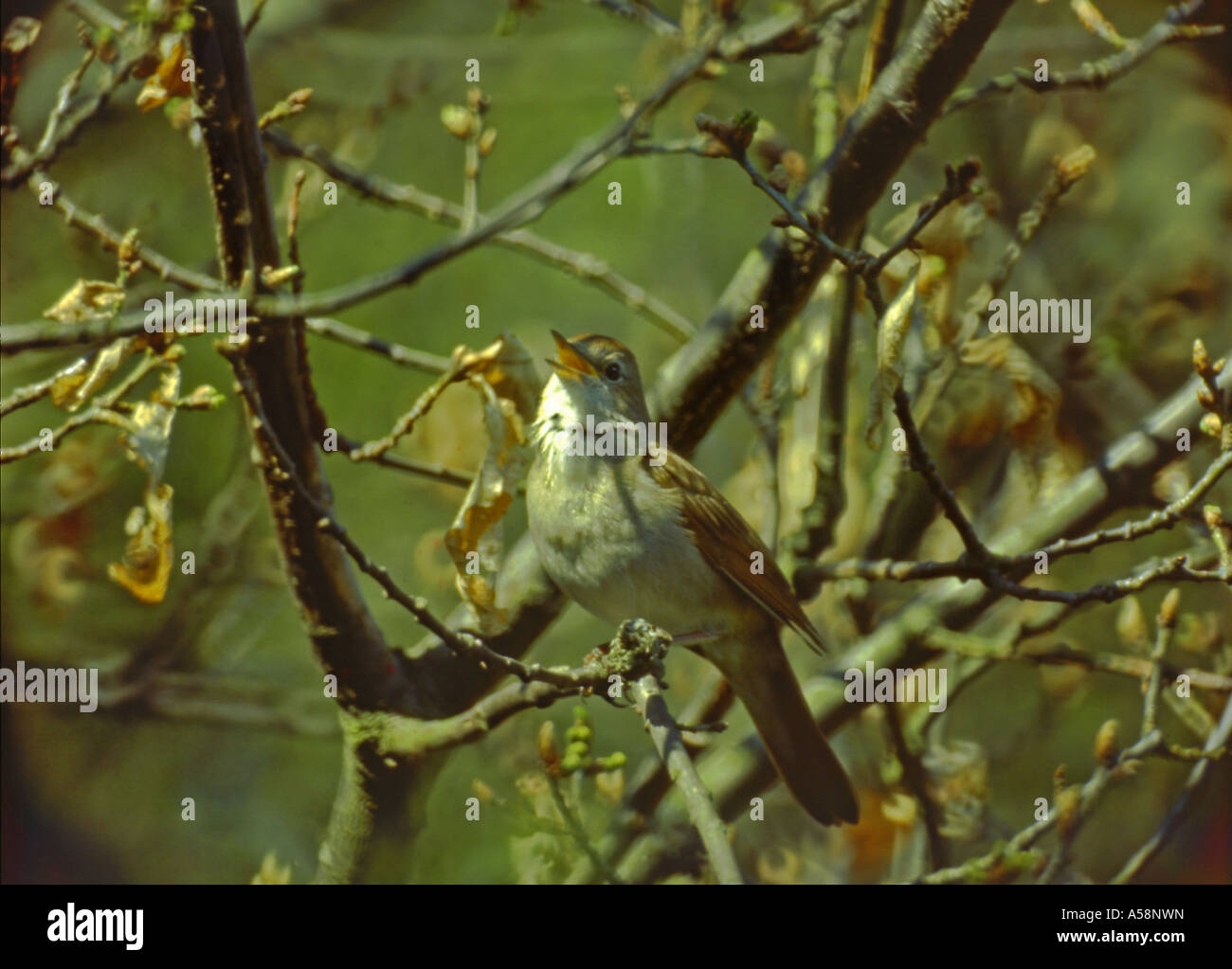 Nightingale Male singing Surrey England June Stock Photo - Alamy