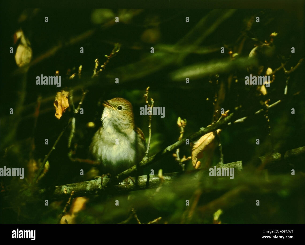 Nightingale bird england hi-res stock photography and images - Alamy