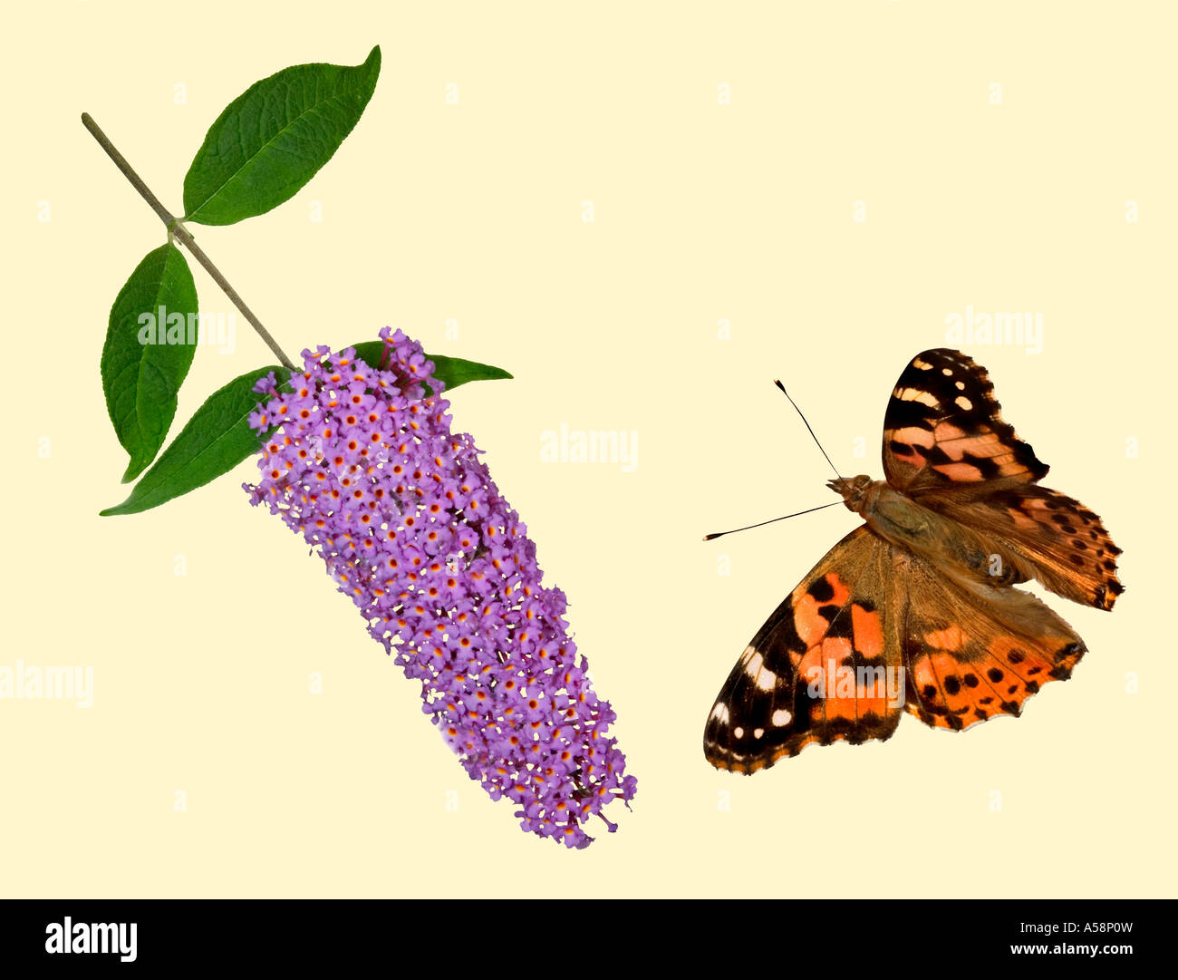 Flying cut outs hi-res stock photography and images - Alamy