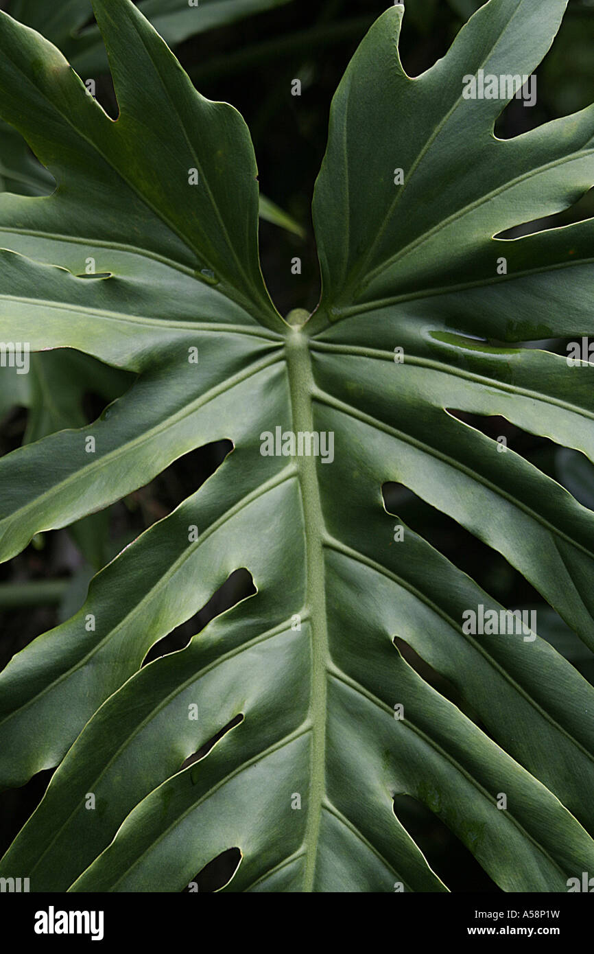 Mid rib of a large leaf Stock Photo - Alamy
