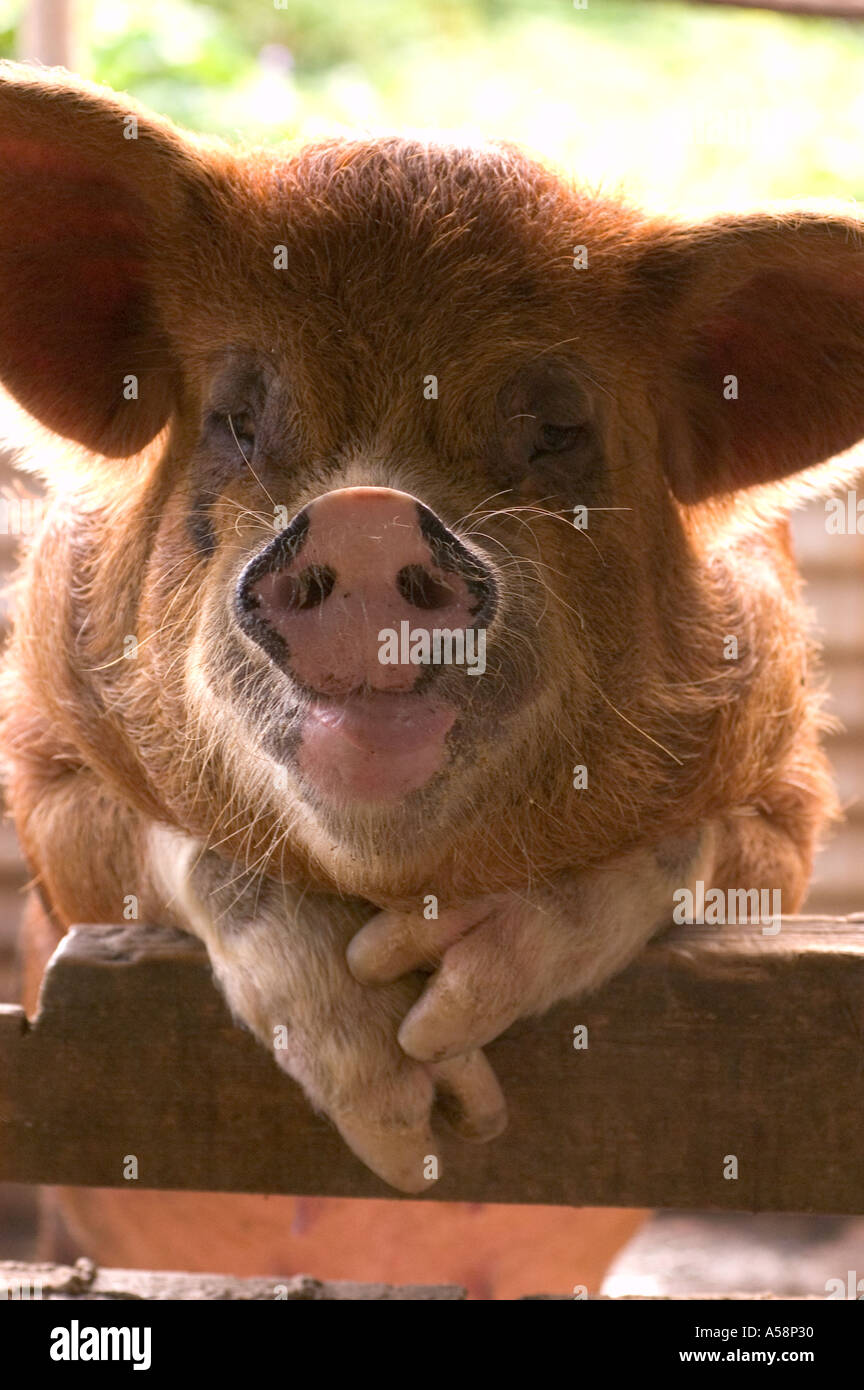 Pig Saipan CNMI Stock Photo - Alamy