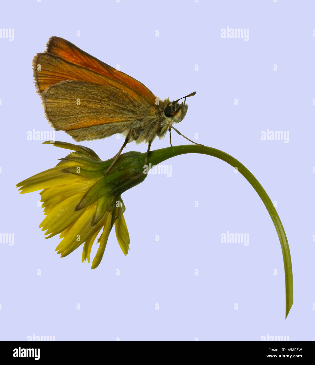 Small Skipper. Female resting wings open on yellow flowerhead Surrey ...