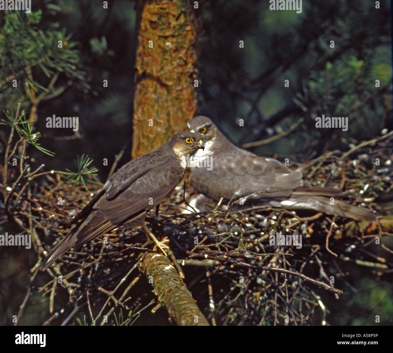 Sparrow hawk male female hi-res stock photography and images - Alamy