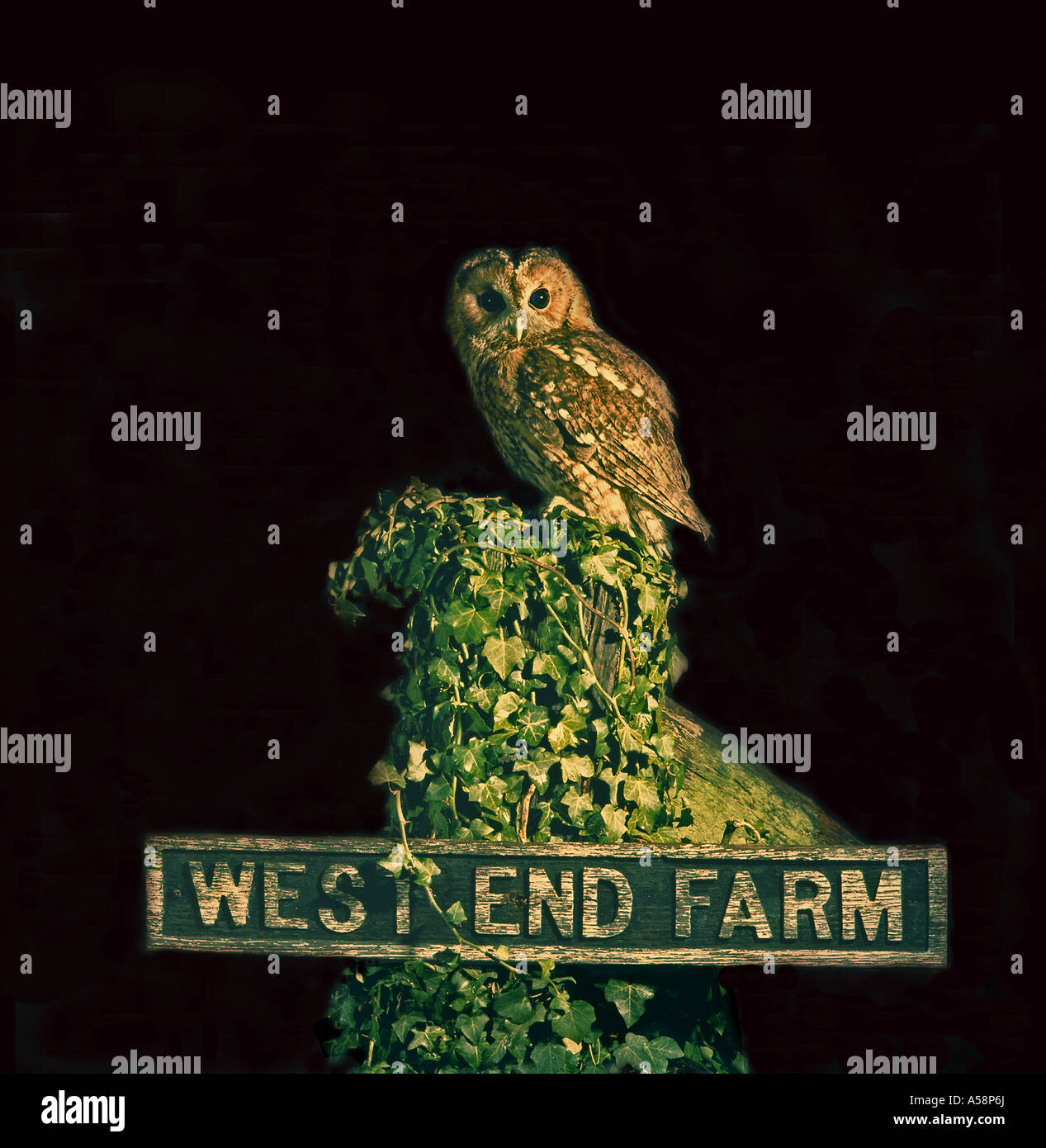 Tawny Owl peched on ivy covered post Surrey England Stock Photo - Alamy