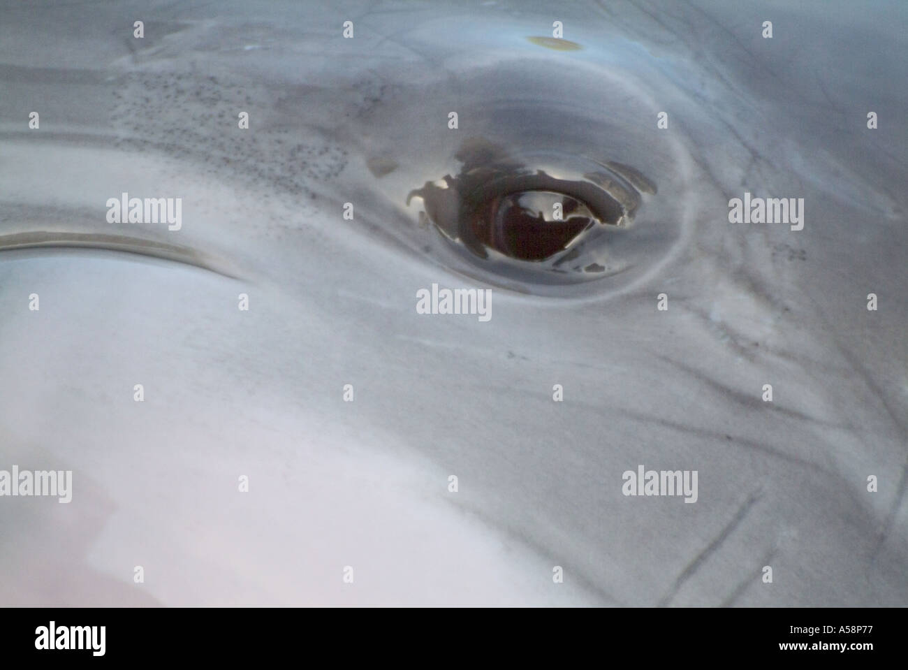 Dolphin eye close up hi-res stock photography and images - Alamy