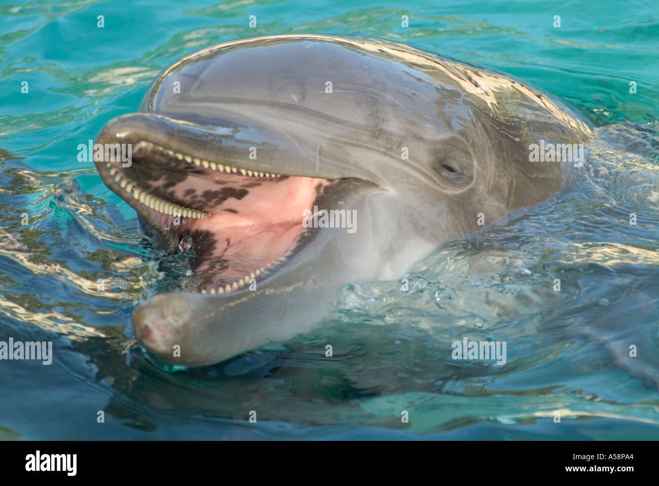 Dolphin with teeth hi-res stock photography and images - Alamy