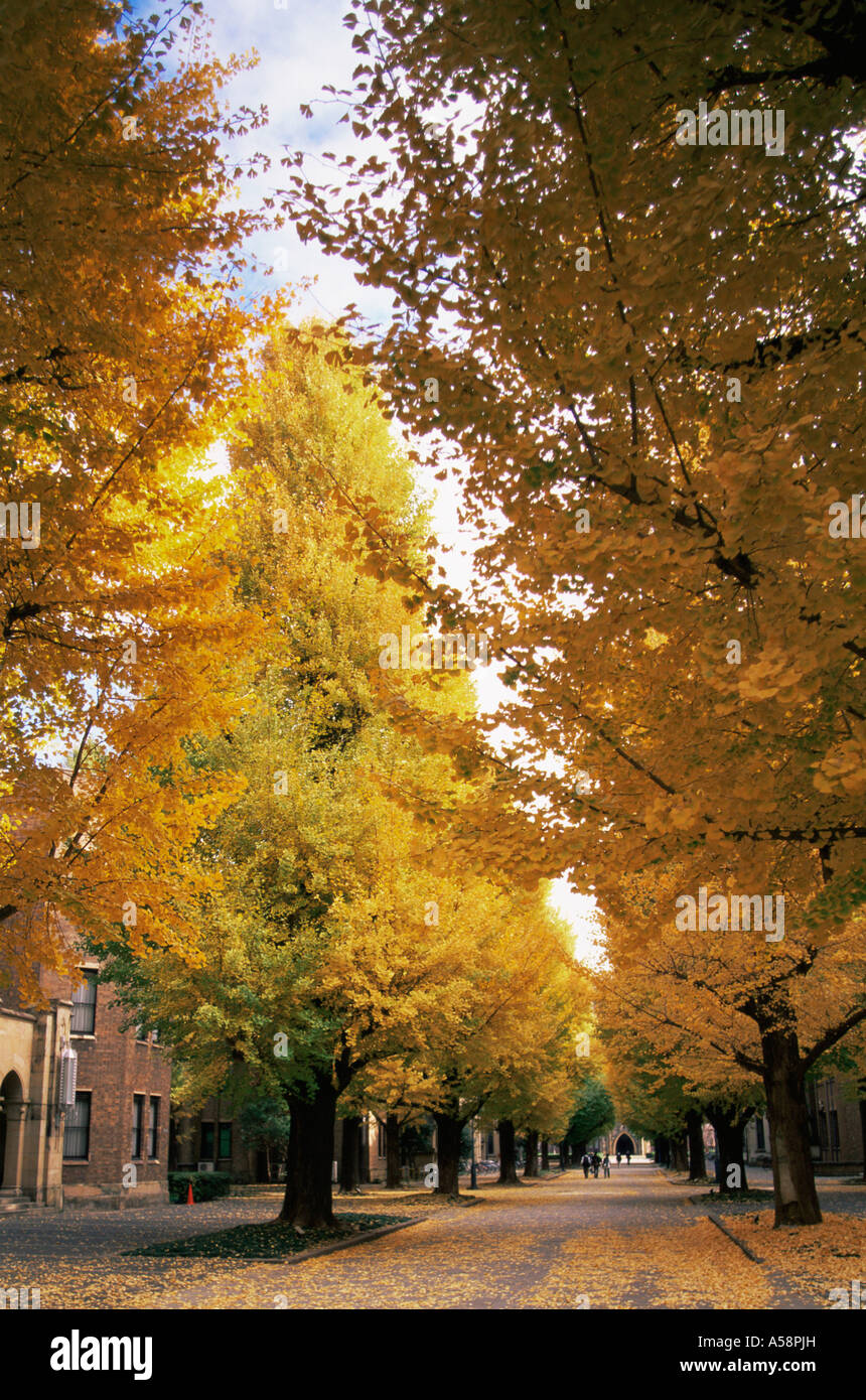 Japan, Tokyo, Tokyo University, Gingko Trees, Autumn Foliage Stock Photo - Alamy