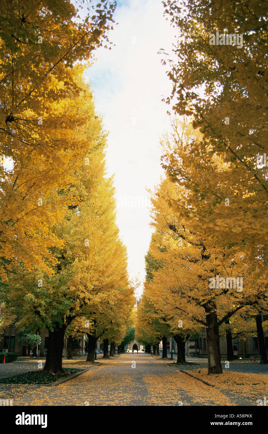 Japan, Tokyo, Tokyo University, Gingko Trees, Autumn Foliage Stock Photo - Alamy