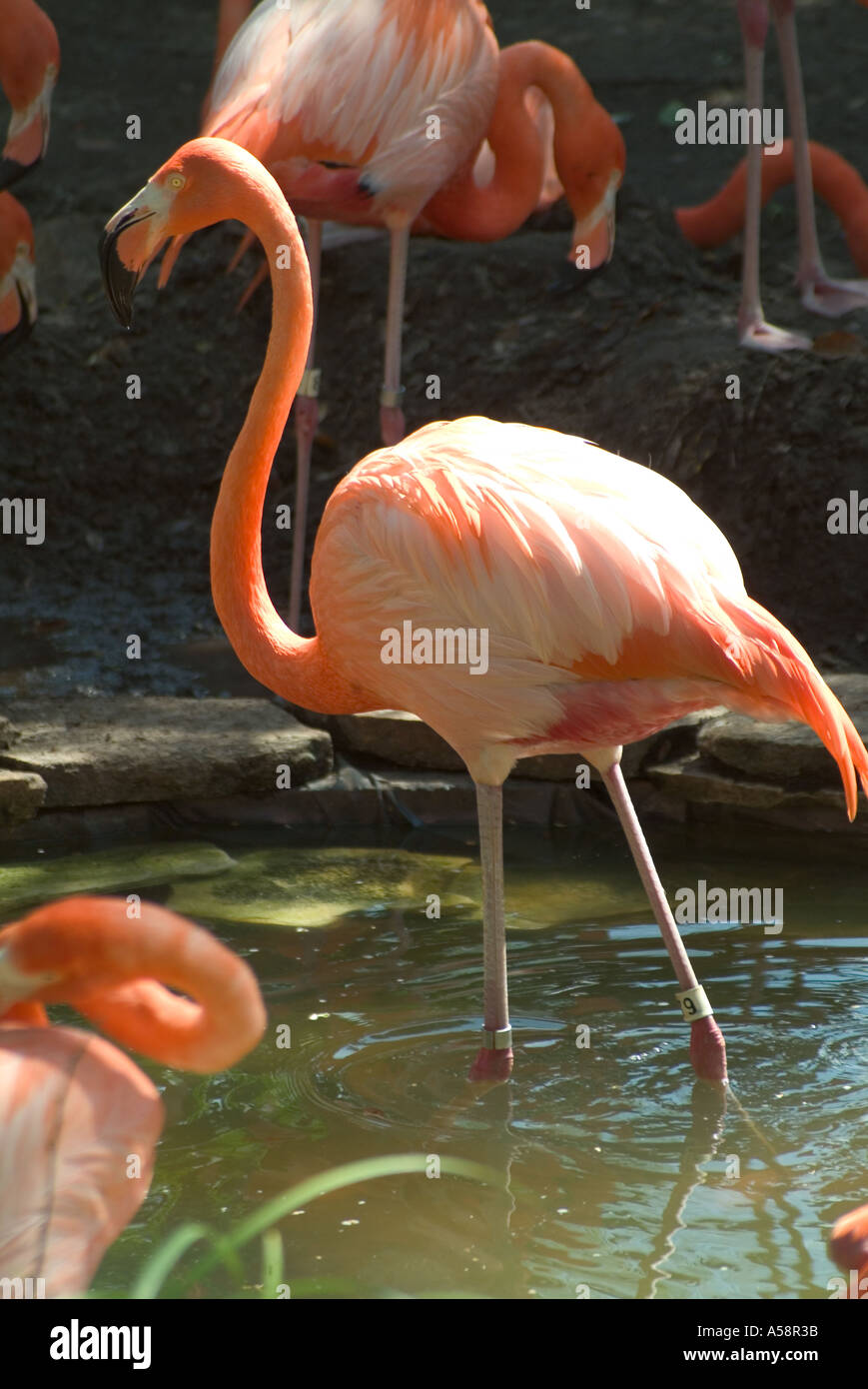 Feet legs flamingo hi-res stock photography and images - Alamy