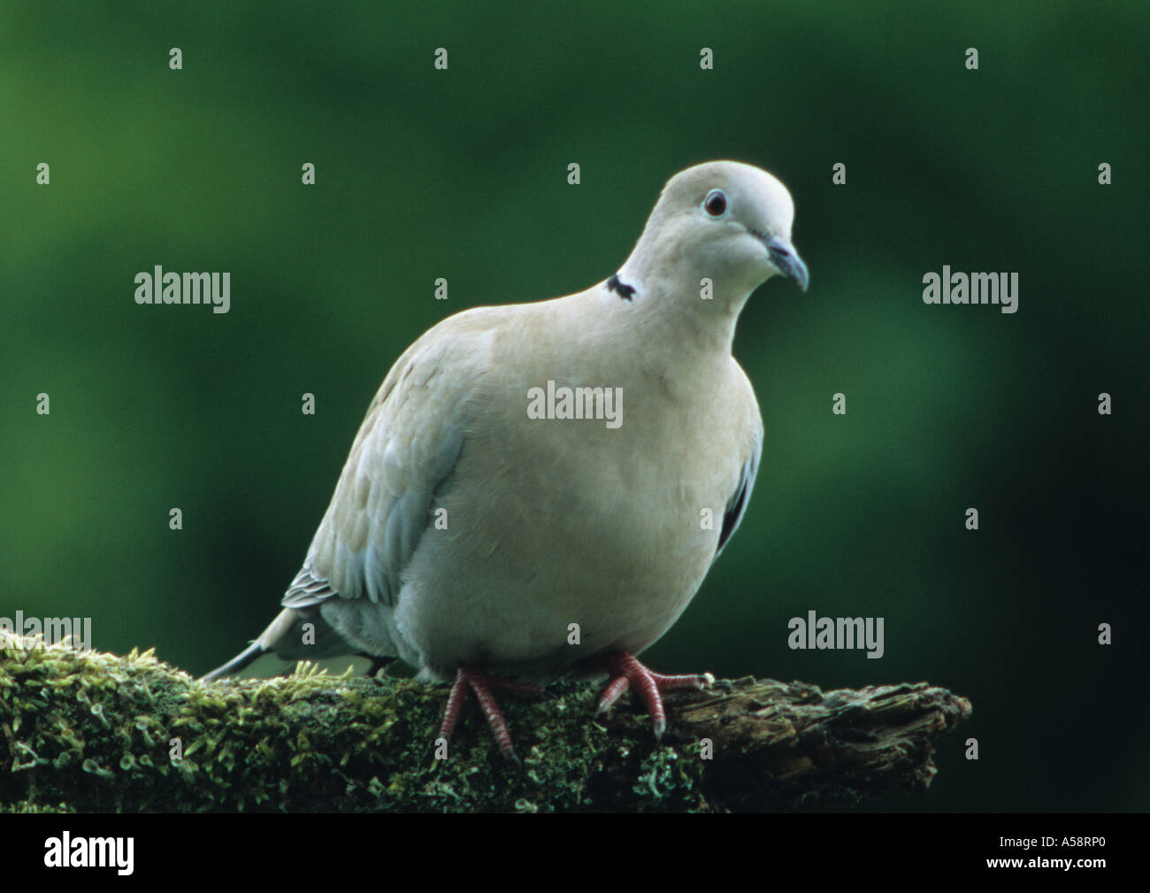 Collared Dove on Perch (Streptopelia decaocto) in the Uk Stock Photo ...