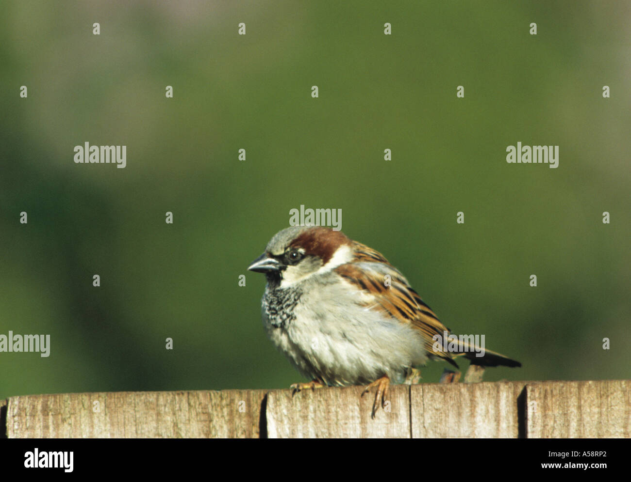 Male sparrow and fence hi-res stock photography and images - Alamy