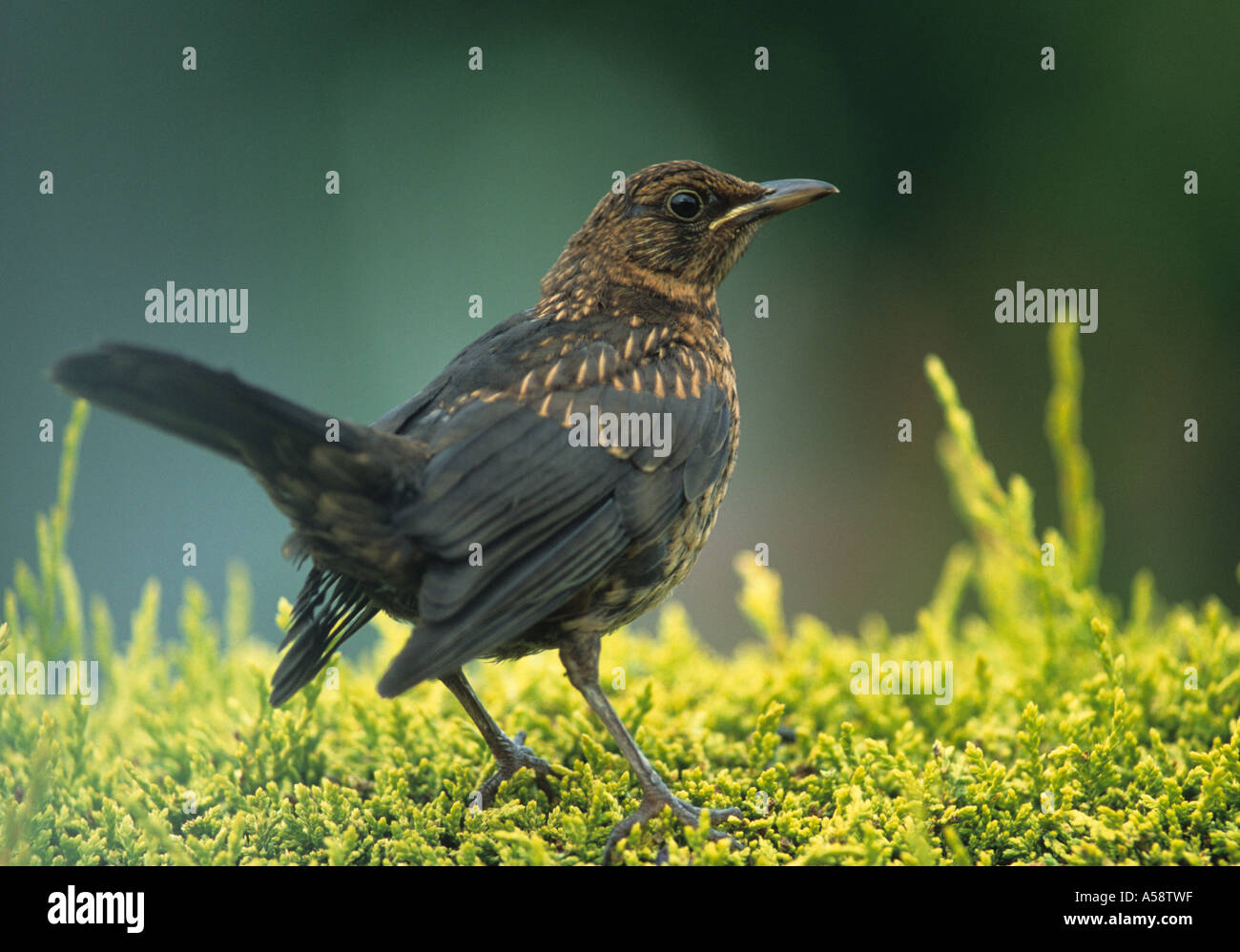 Female Blackbird on Hedge (Turdus merula) in the Uk Stock Photo - Alamy