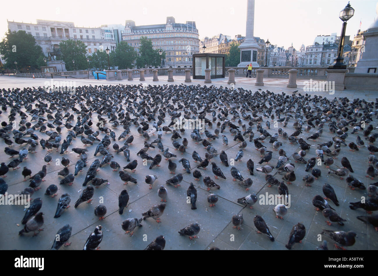 England, London, Trafalgar Square, Pigeons Stock Photo - Alamy