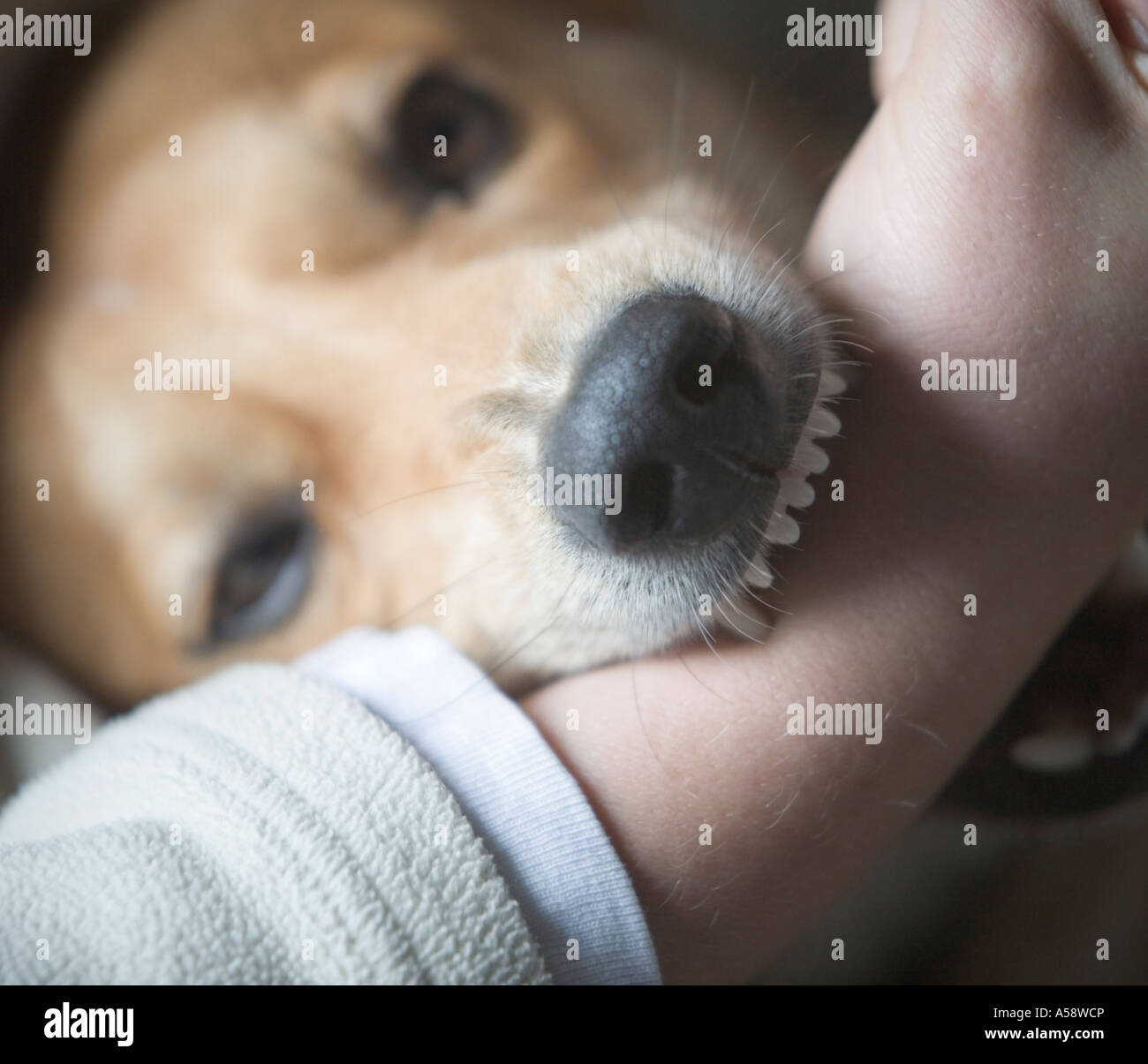 Biting the hand that feeds you Stock Photo - Alamy