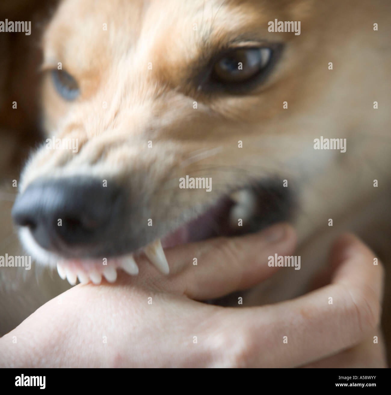 Biting the hand that feeds you Stock Photo - Alamy