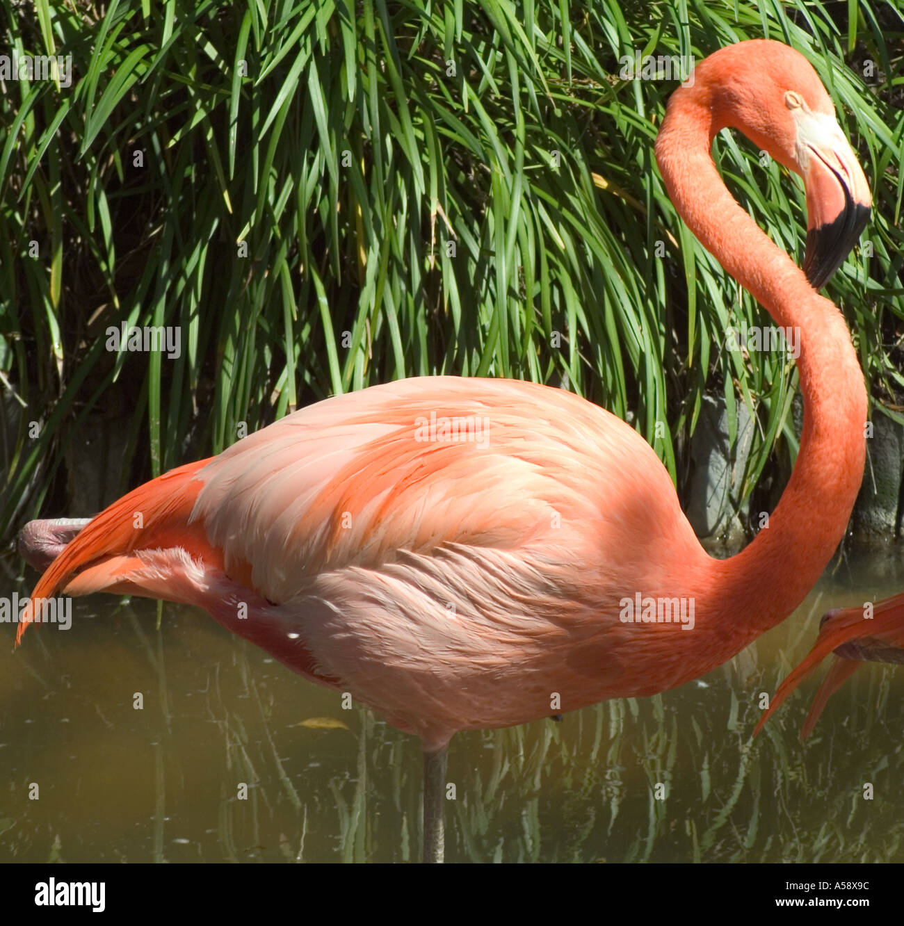 Long curve s neck hi-res stock photography and images - Alamy