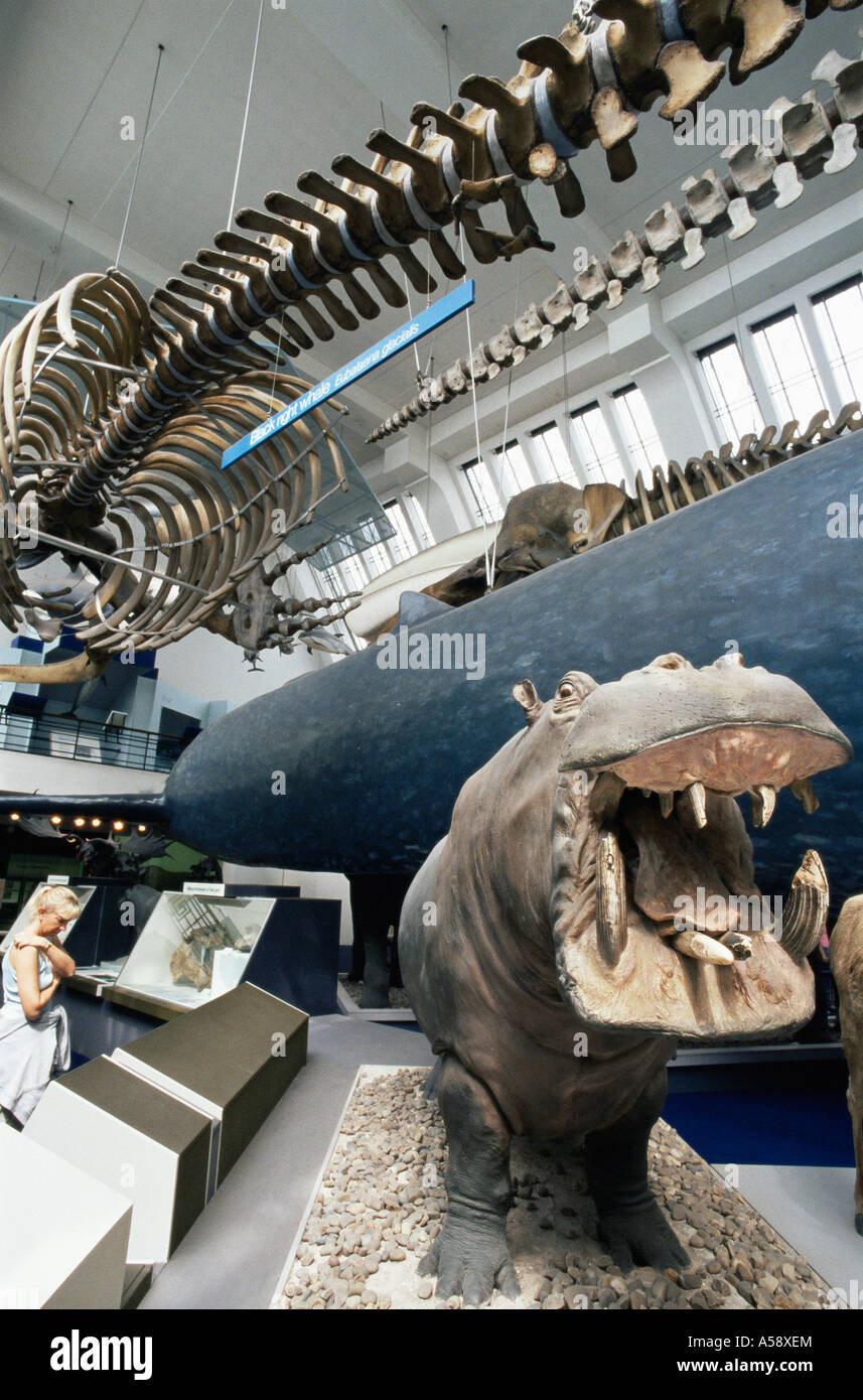 England, London, Kensington, Natural History Museum, Animal Exhibits ...