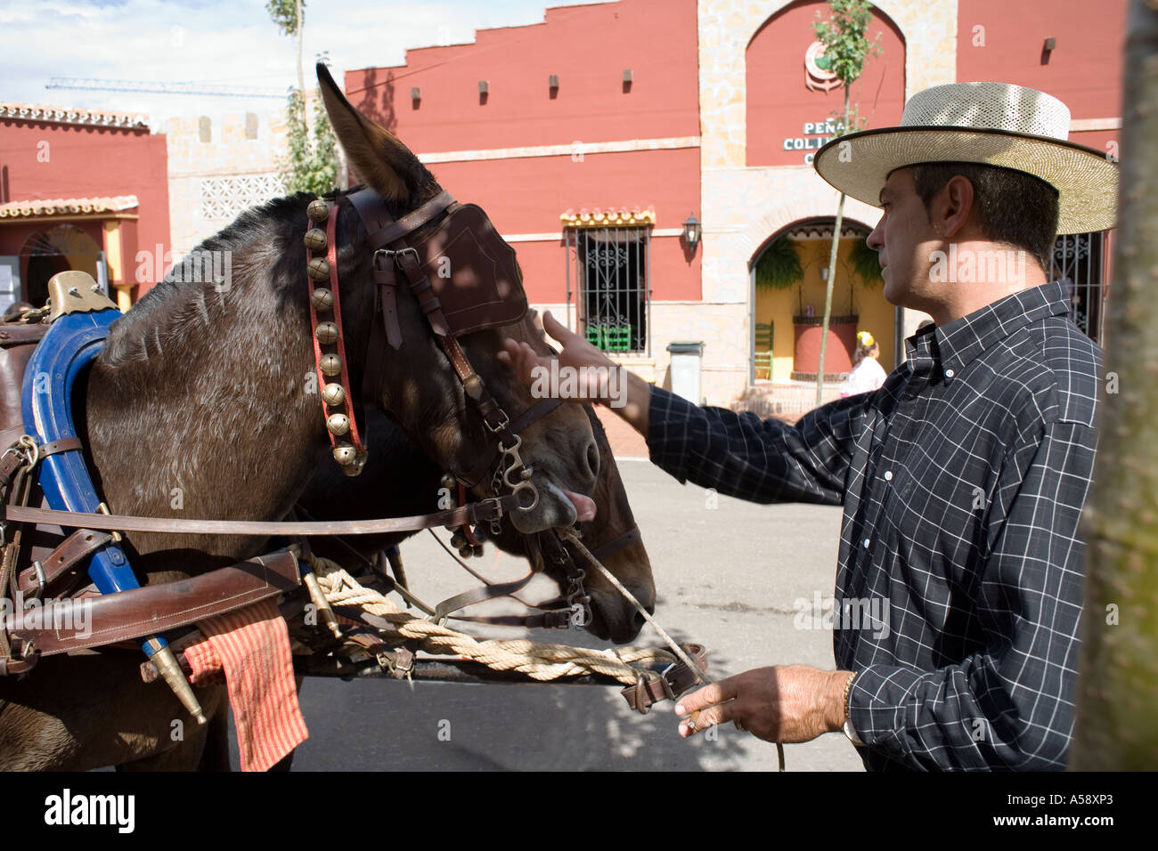 Muleteer tending his mules - Fuengirola Feria -Spain Stock Photo - Alamy