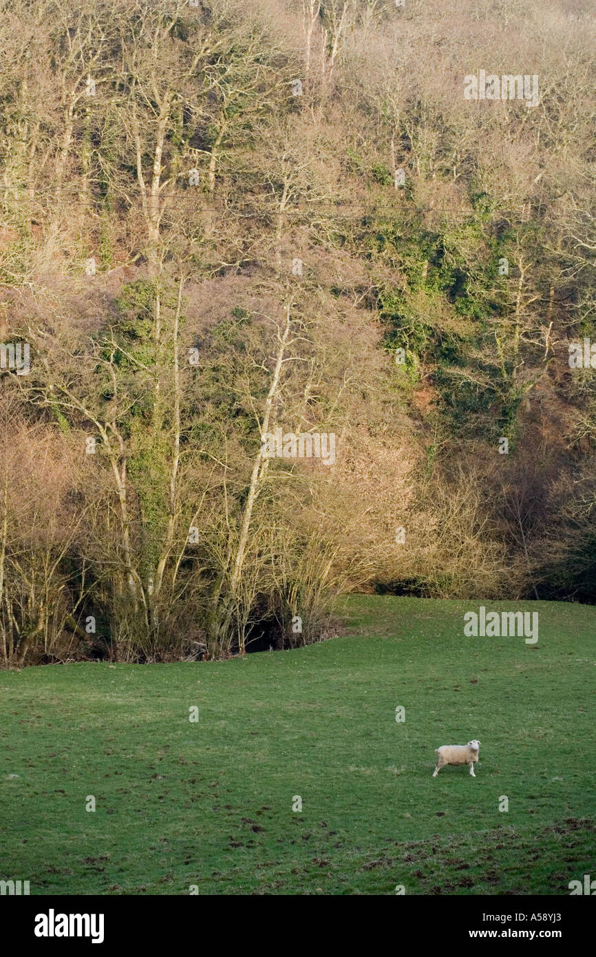 Devon hillsides hi-res stock photography and images - Alamy